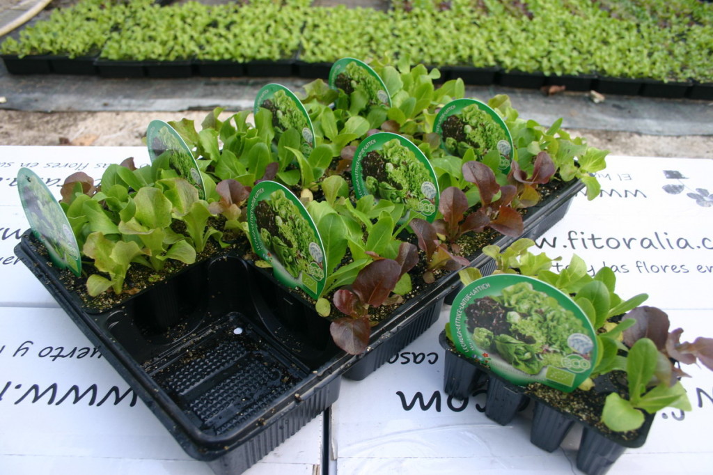 Pack Lechuga Mix – Fitoralia