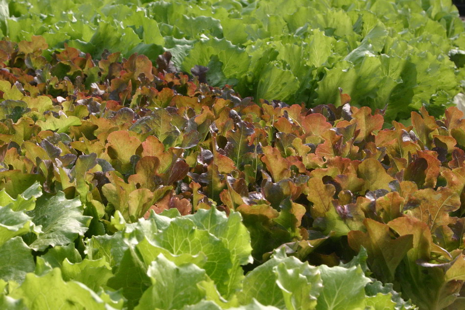 tres clases de lechuga 2 – Fitoralia