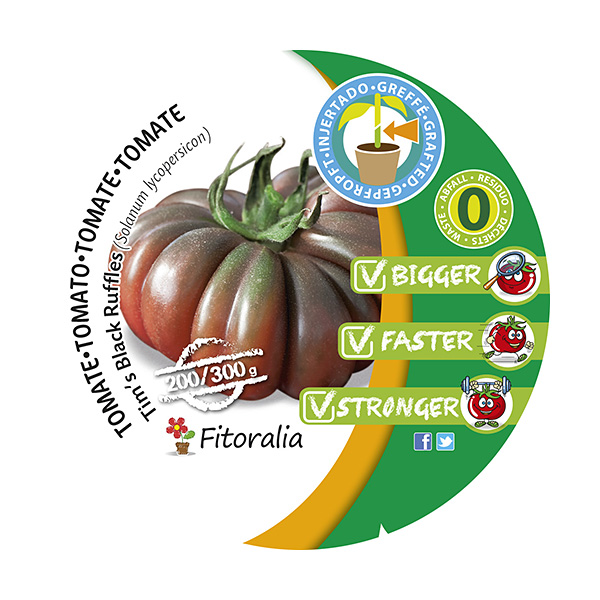 Tomate Injertado Tim’s Black Ruffles M-10,5 – Fitoralia