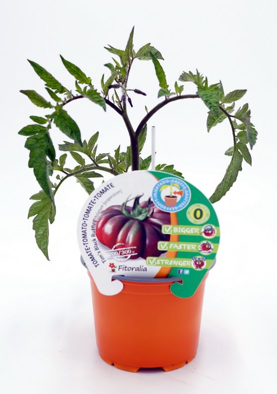 Tomate Injertado Tim’s Black Ruffles M-10,5 – Fitoralia