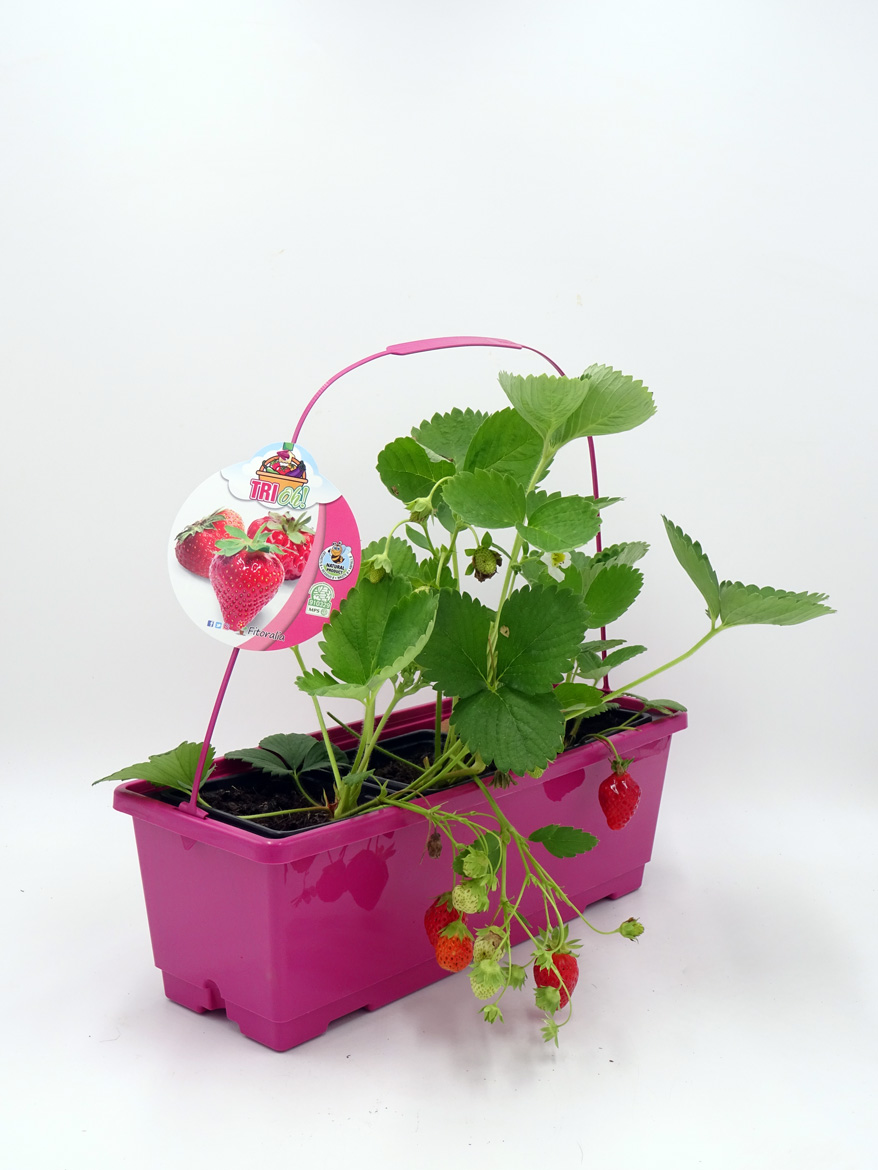 Trioh! + AirGarden! + Miam! – Fitoralia