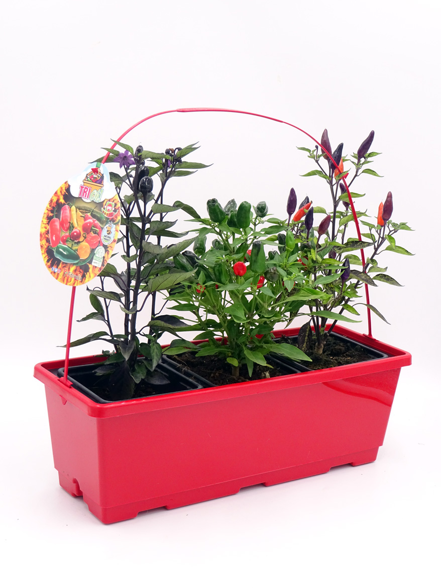 Trioh! + AirGarden! + Miam! – Fitoralia